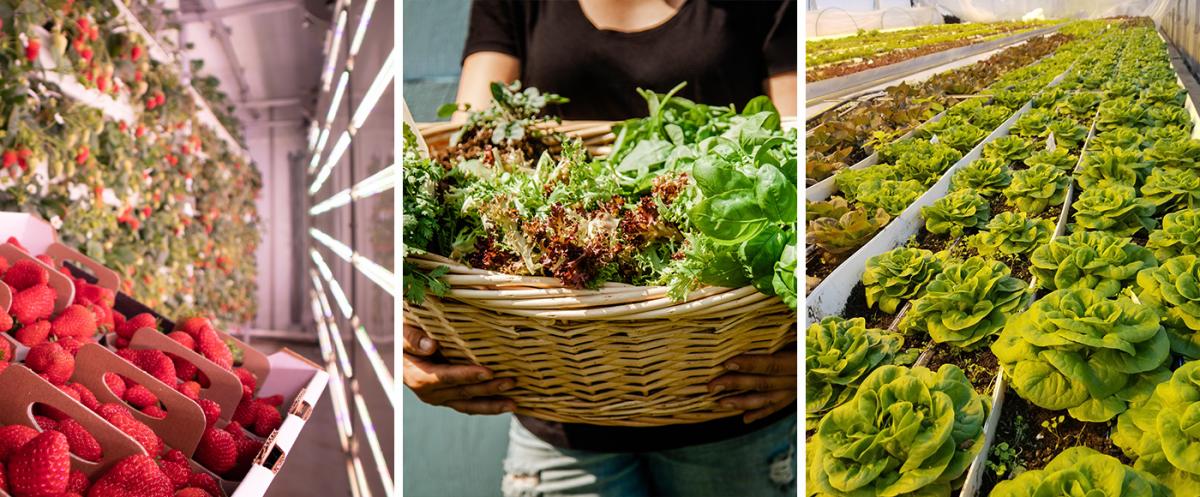 Manger local toute l’année : Trois entreprises innovantes | RICARDO