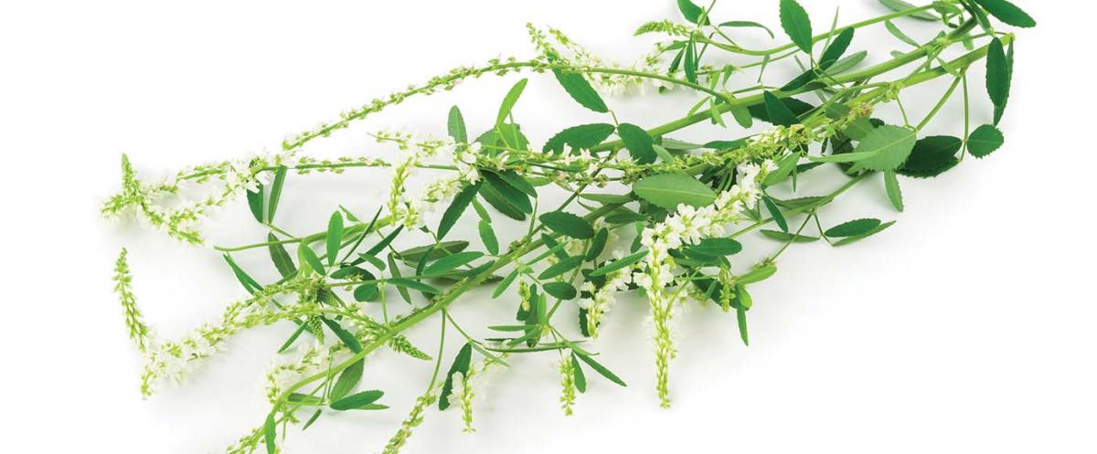Discover Sweet Clover | RICARDO