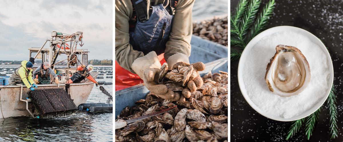The Fascinating Journey of an Oyster From Sea to Table | RICARDO
