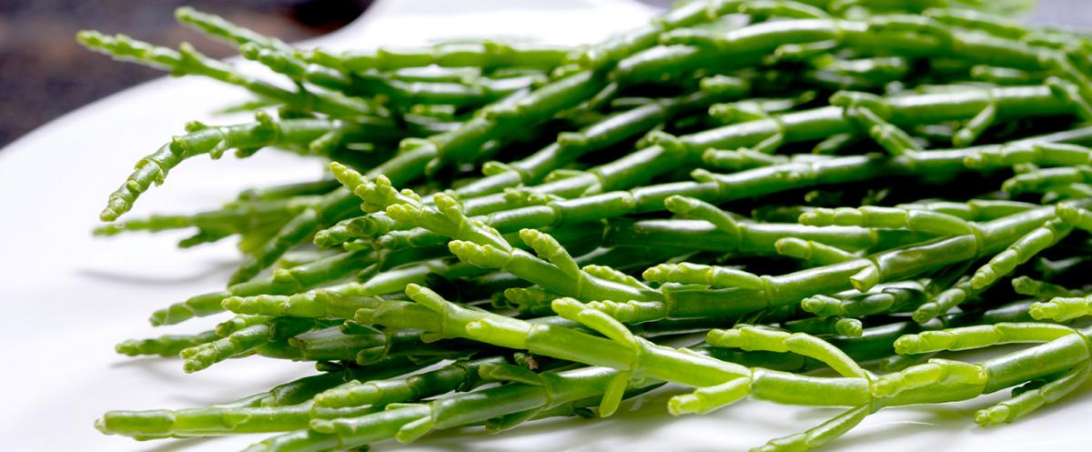 5 Facts About Samphire | RICARDO