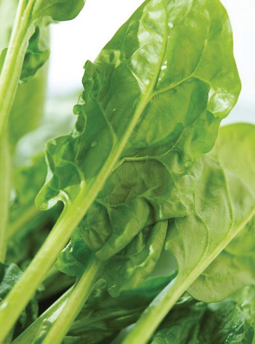 Fettuccine with Spinach Pesto | RICARDO