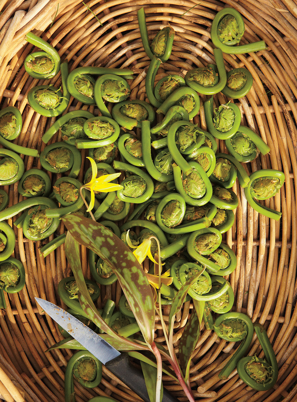 Cream of Fiddlehead Soup | RICARDO